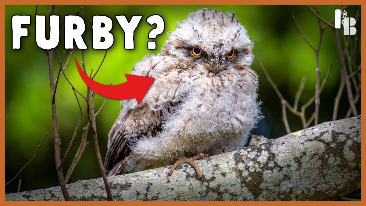 The bird that can shapeshift into a tree