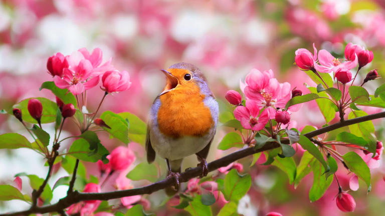 Transform Your Backyard Into A Bird Paradise With These Simple Tips