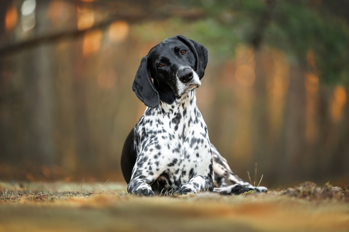 German Shorthaired Pointer’s Sweet Devotion to Baby Sibling Is Pure Love