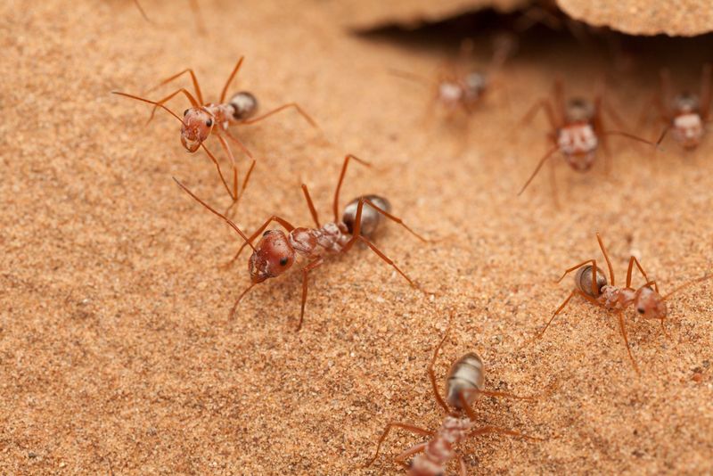 Animals That Survive In Extreme Heat Better Than Any Mammal
