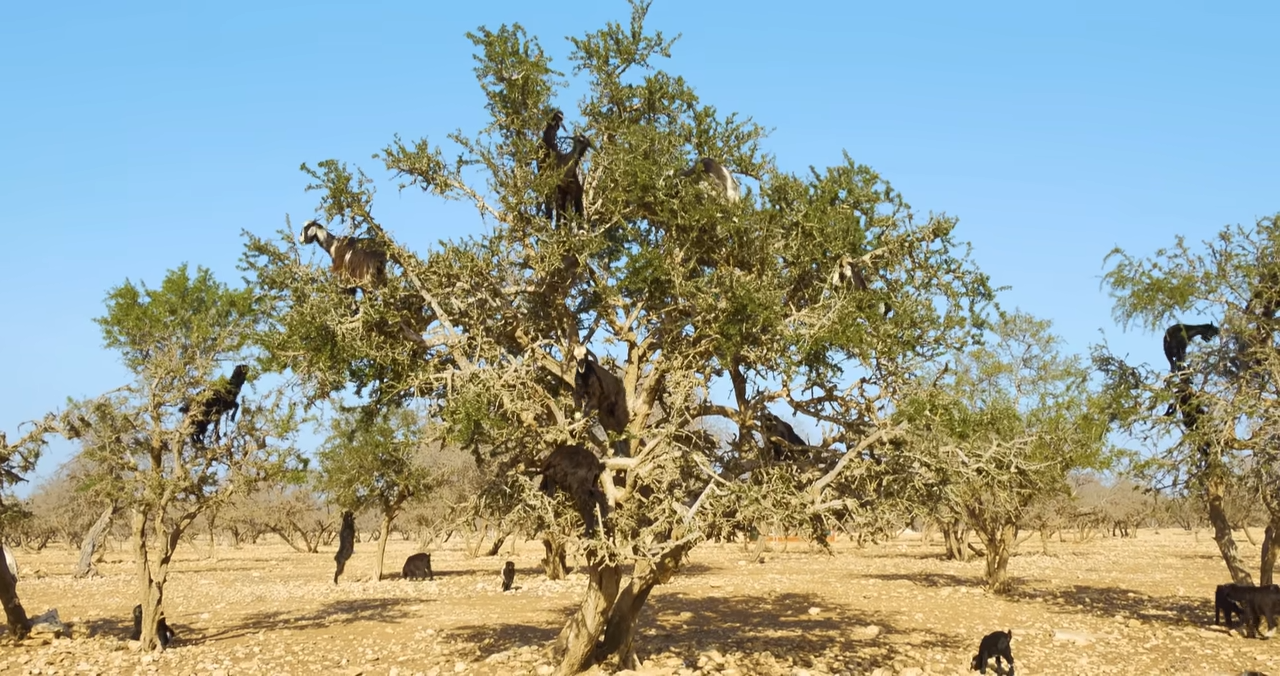 Goats That Live in Trees The Odd Habit With a Real Purpose
