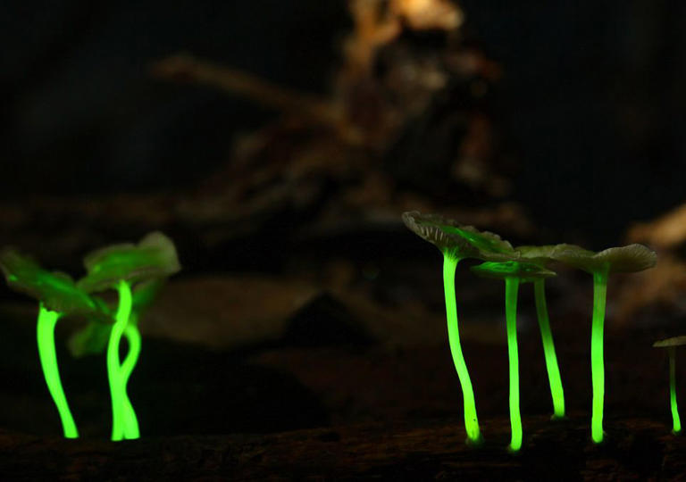 El bosque se ilumina por la noche: así alumbran los hongos estos ...