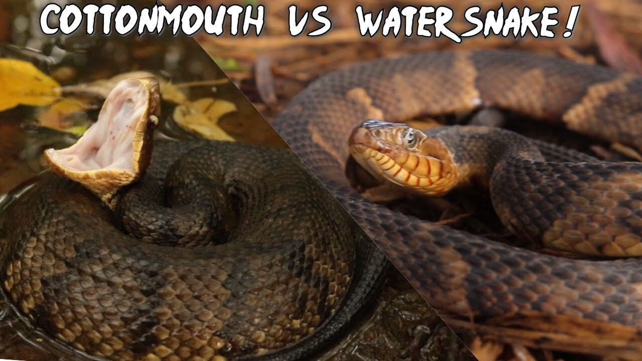 Cottonmouth vs water snake encounter in river