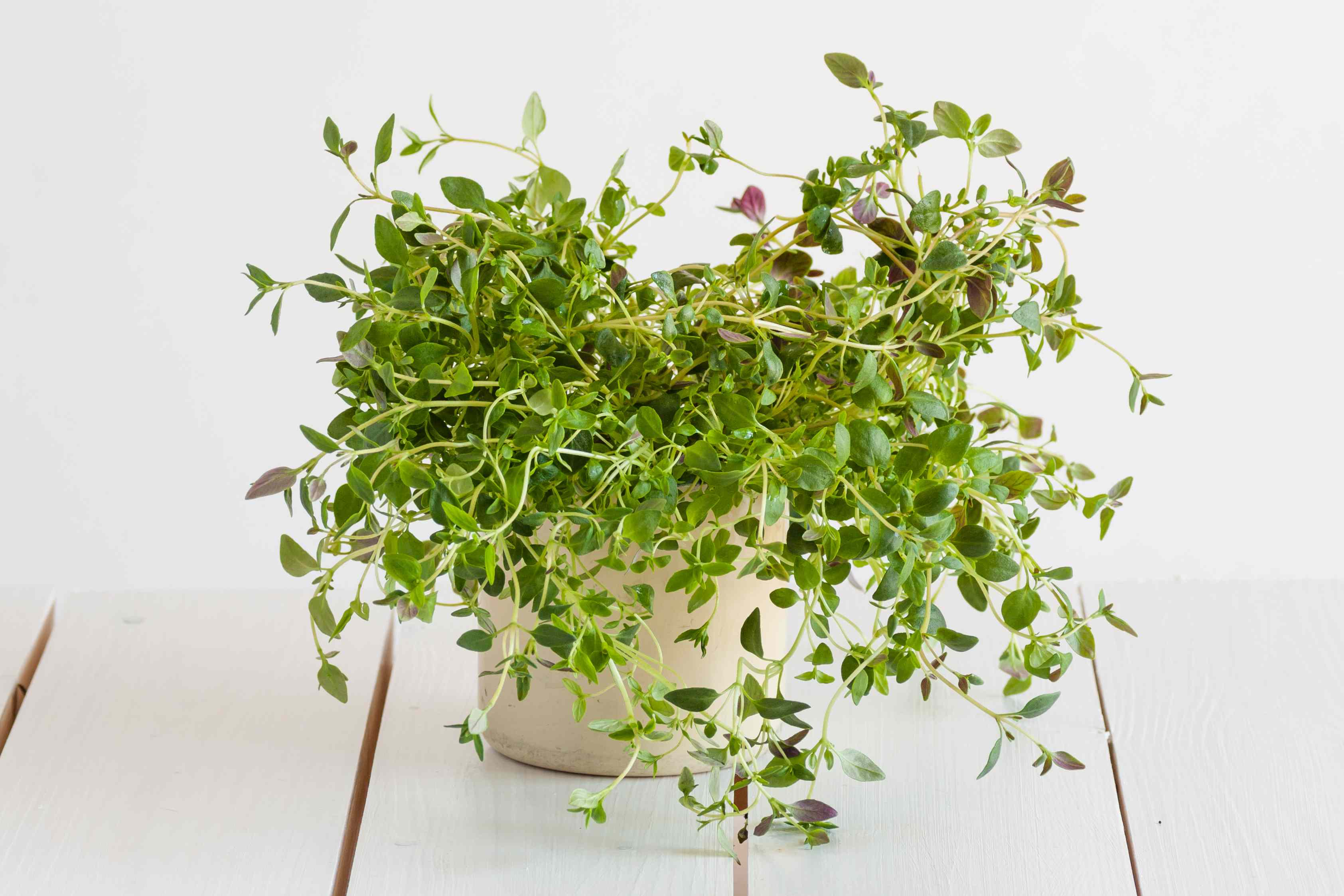 How to Propagate Oregano for a Bountiful Indoor Herb Garden