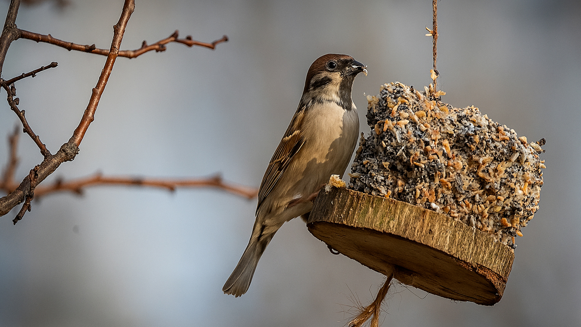 Making Simple Bird Feeders for Your Garden