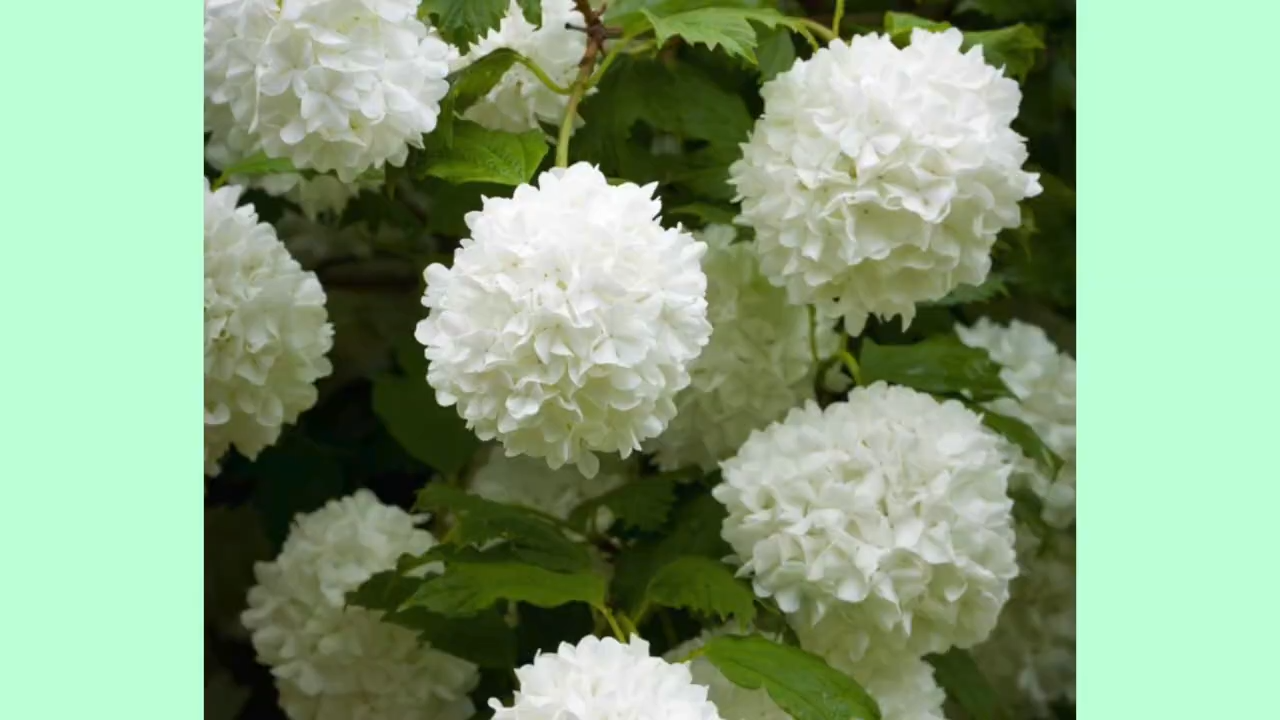 How to identify the beautiful guelder rose