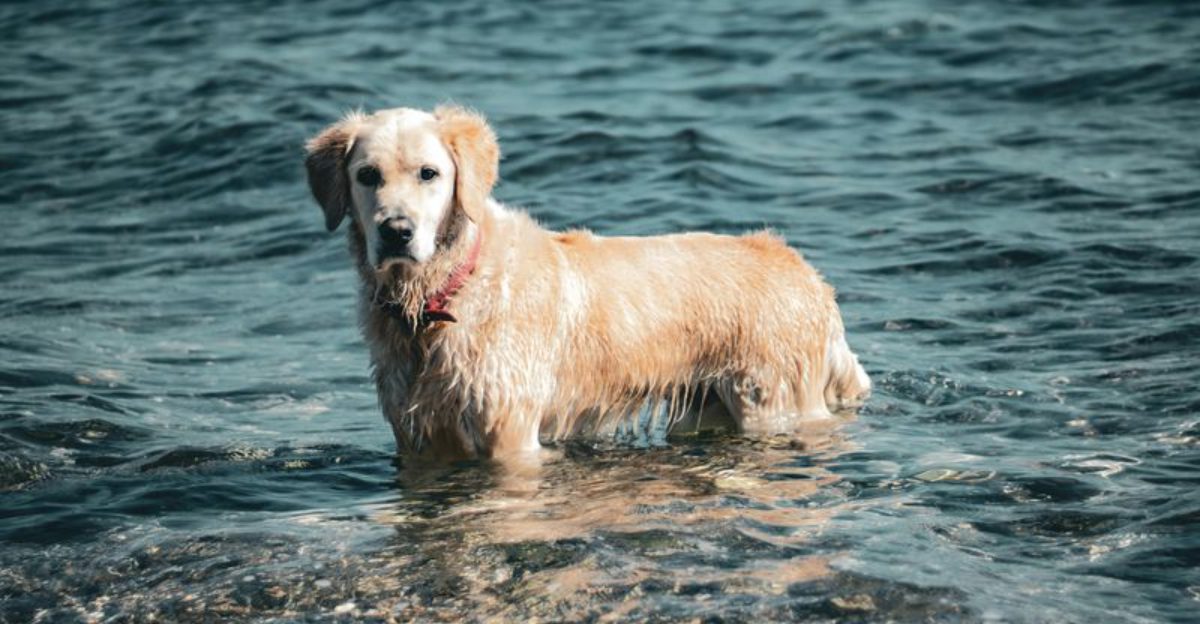 18 Dog Types That Adore Water And Need Special Post-Swim Grooming