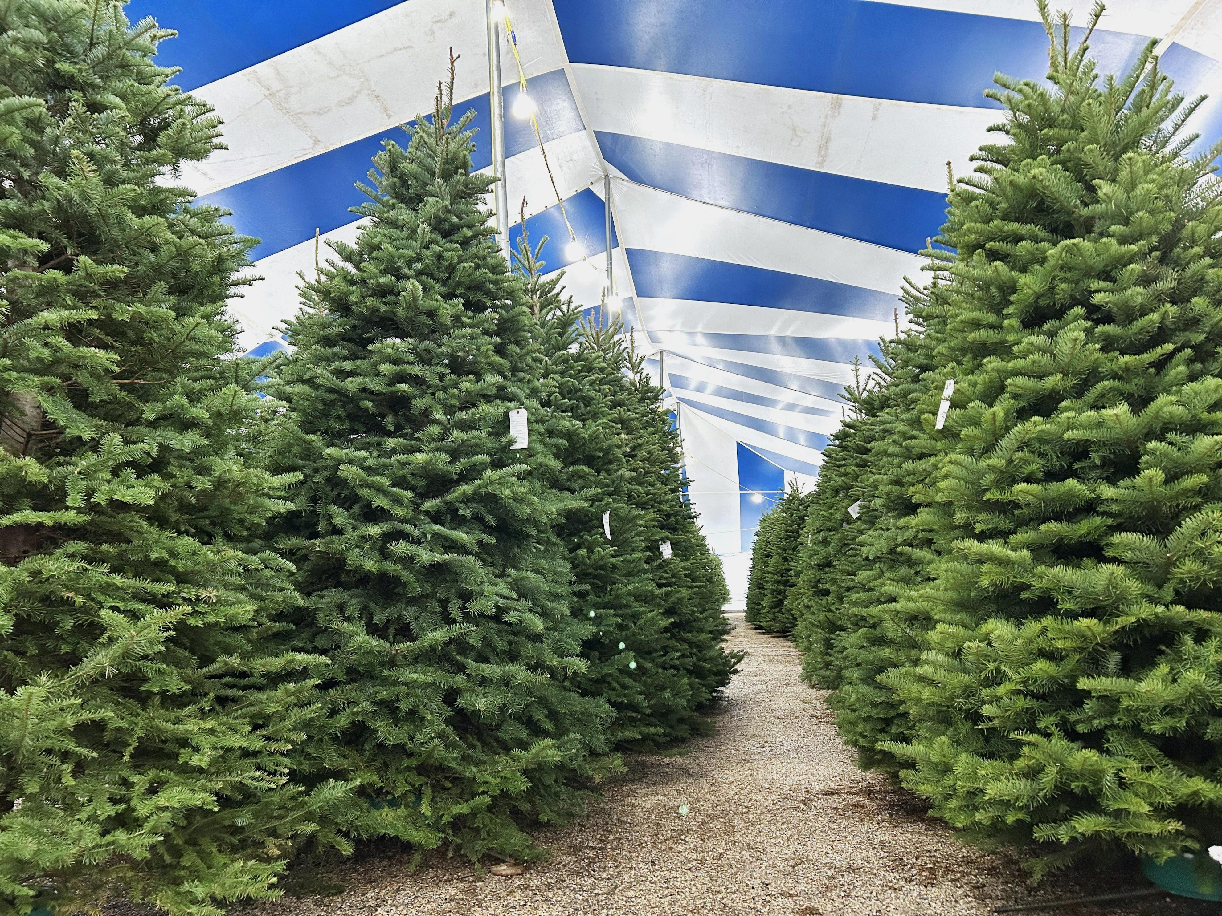 Here's where to find a real Christmas tree in the Corpus Christi area