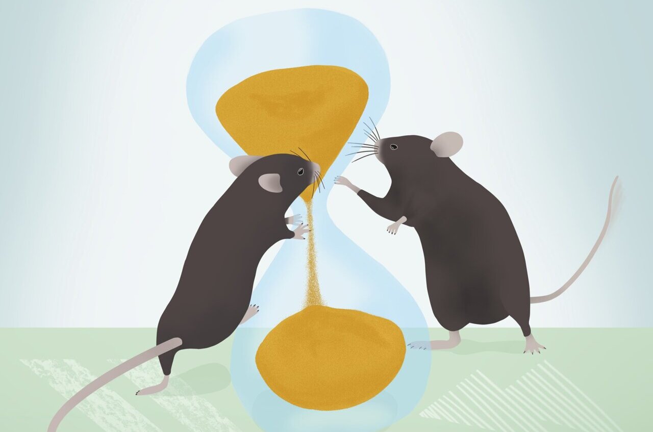 Pause and rewind: How the brain keeps time to control action