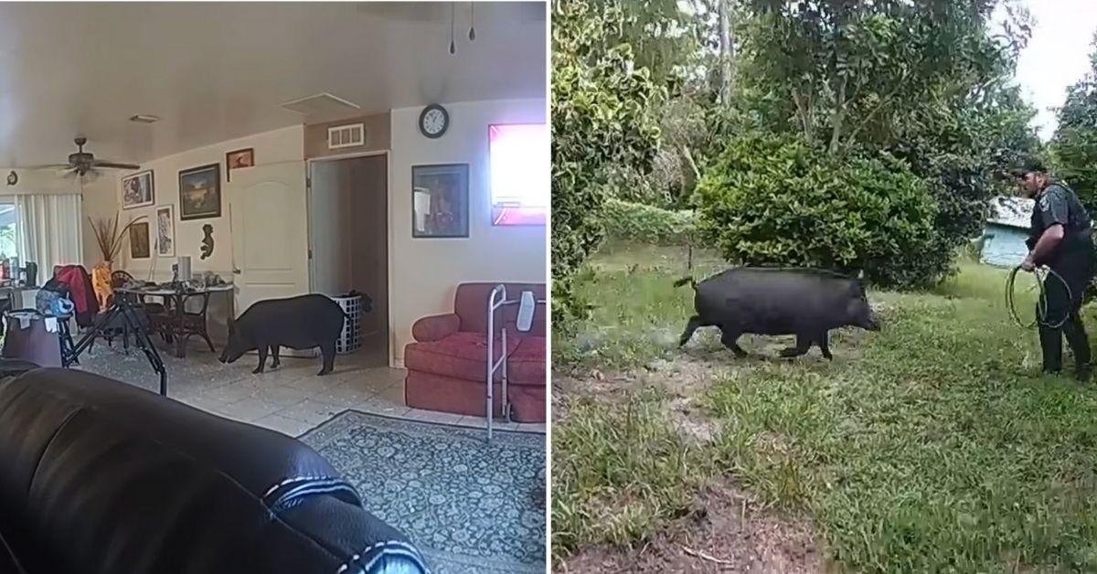 Wild Boar Smashes Through Glass Door Into Florida Home