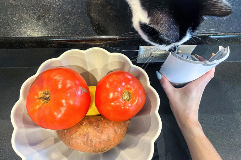 How this $20 fly trap transformed my bug-free kitchen