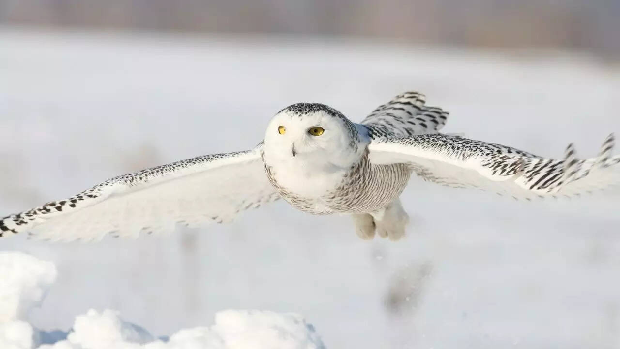 5 beautiful white animals that look like furry snowballs