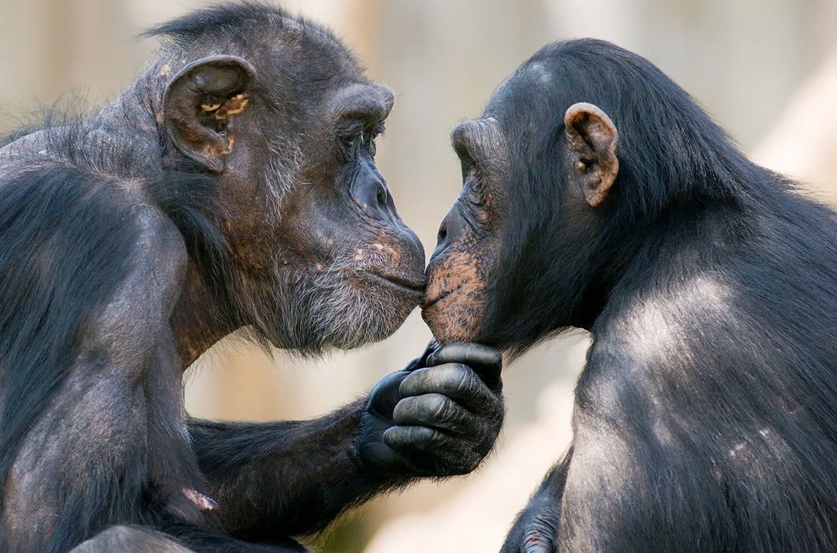 Scientists trace the origins of kissing back more than 21 million years