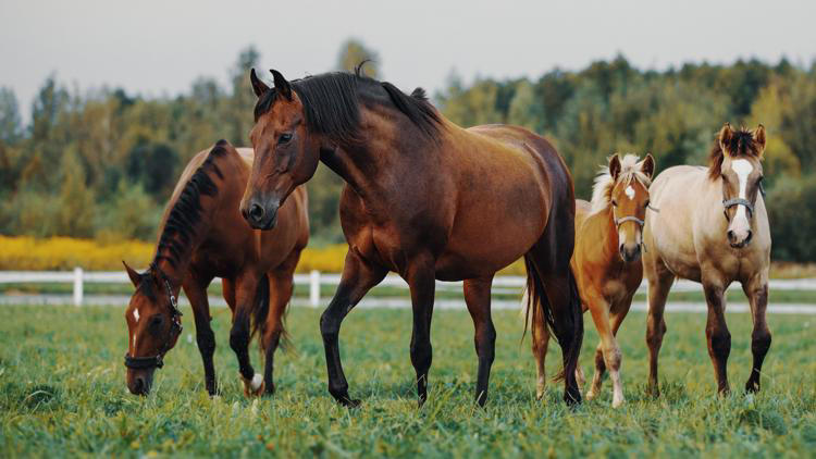 Equine virus outbreak linked to event in Central Texas, officials say