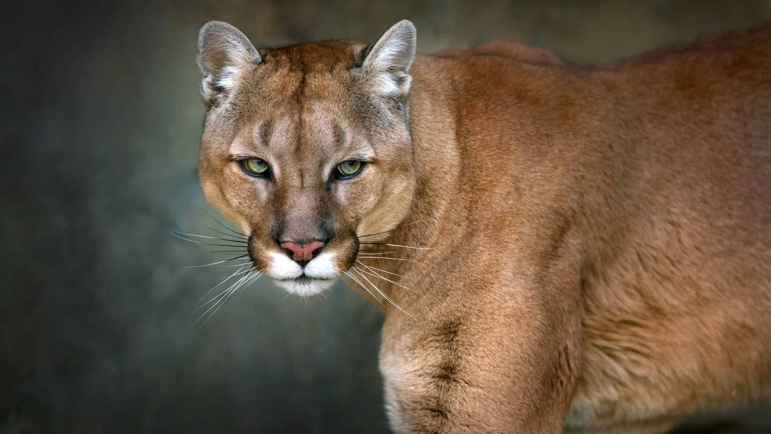 From land to sea: The scariest creatures in America