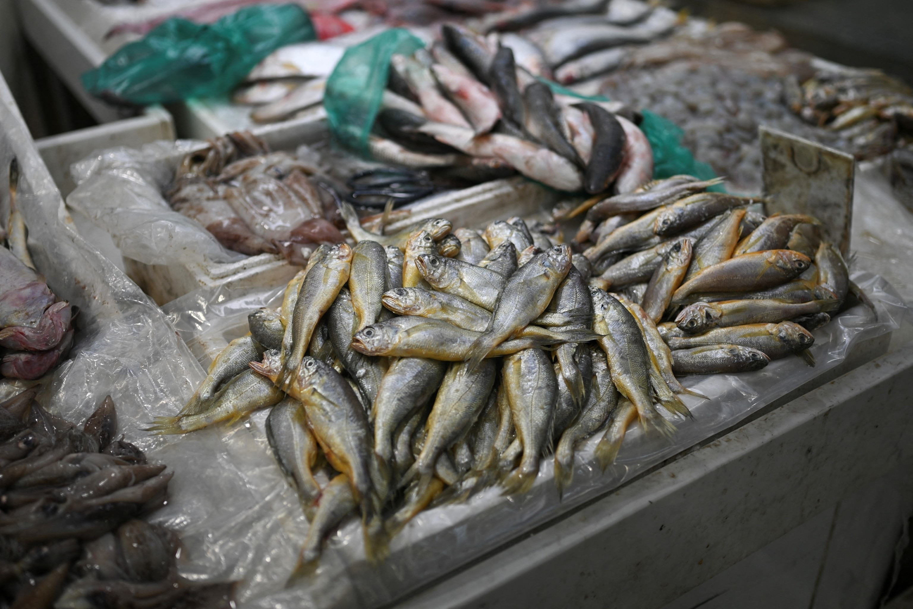 China to suspend imports of Japanese seafood in new escalation over ...