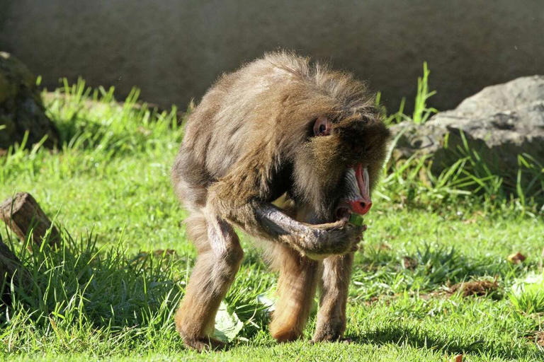 San Francisco Zoo's oldest mandrill, Angie, dies at 35
