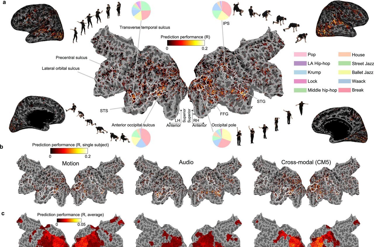 How watching dance activates your brain