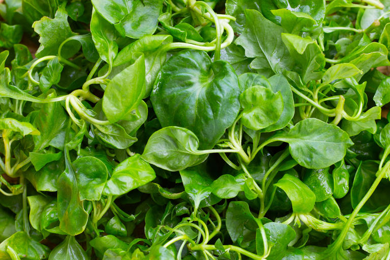 The cheap UK superfood named the 'world's healthiest food'