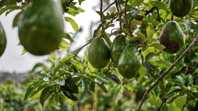 Here's Why Chefs Are Boycotting Avocados
