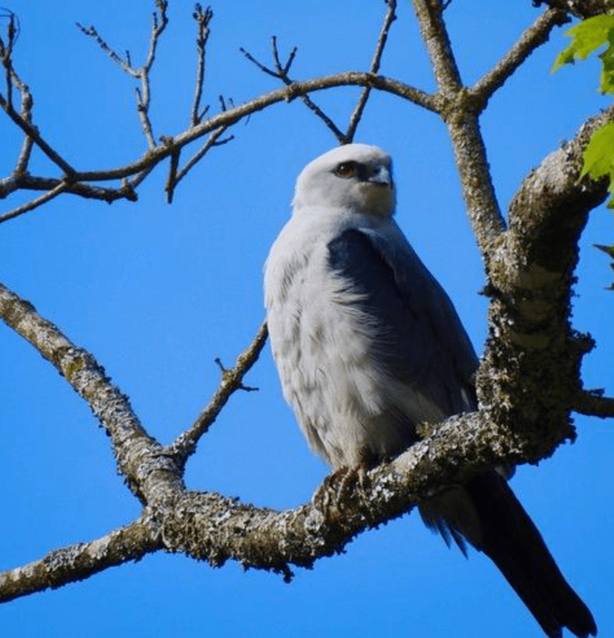 How to identify a Mississippi kite