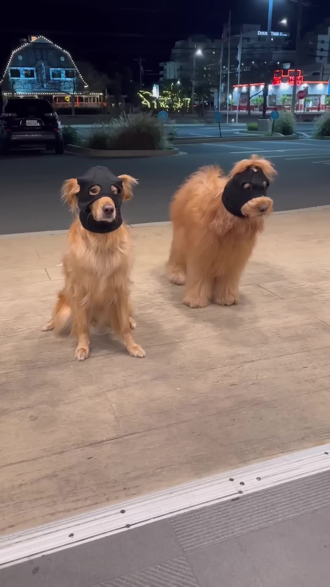 Our dogs almost got arrested! @aguyandagolden #goldendoodle # ...