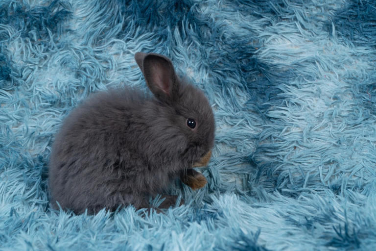 This Very Tiny and Very Angry Bunny Is Such a Mood