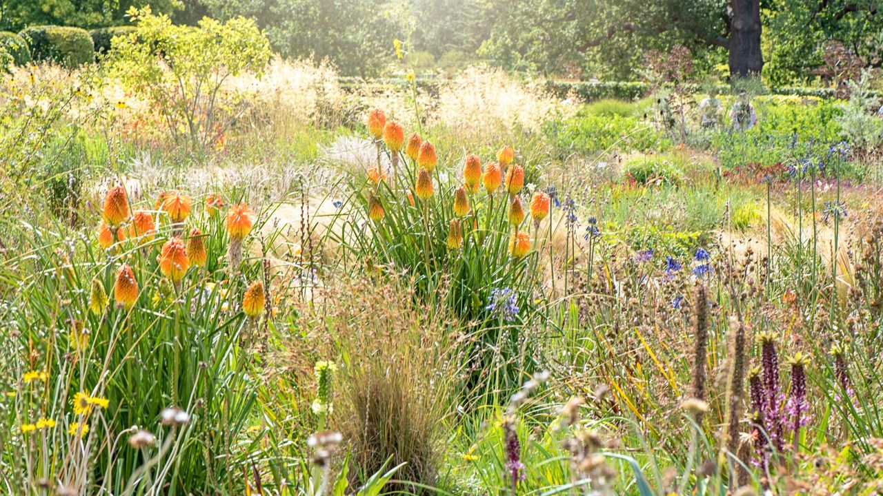 Can you plant wildflower seeds in November? Here's when it works (and ...