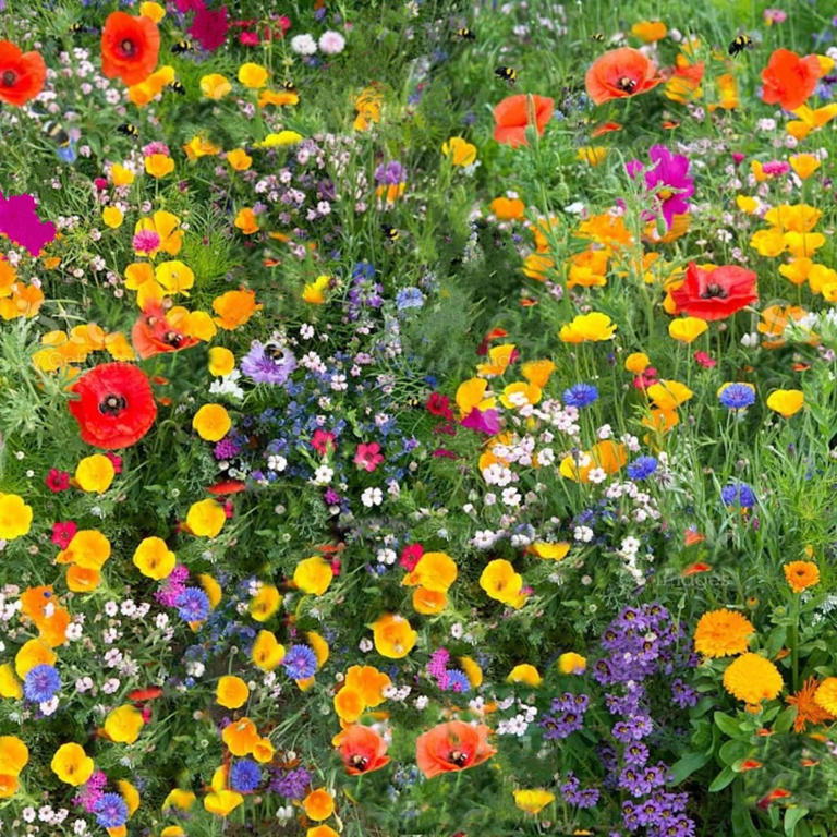 Can you plant wildflower seeds in November? Here's when it works (and ...