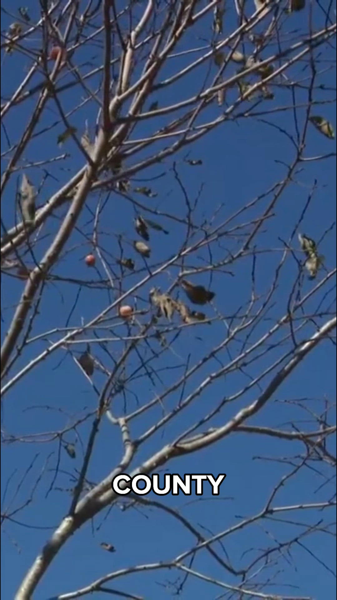 Could Arkansas see snow this winter? | Here's what persimmon seeds can ...