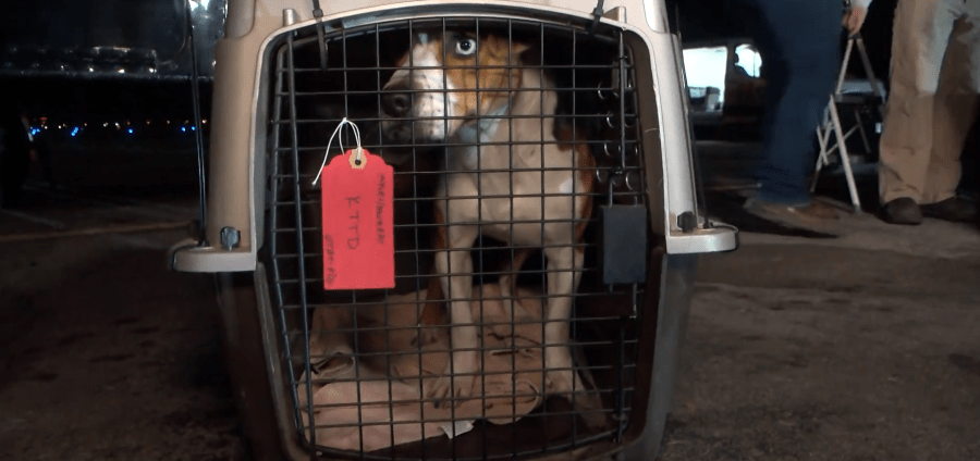 Dog Is My CoPilot wraps up year, flies 44 dogs up north