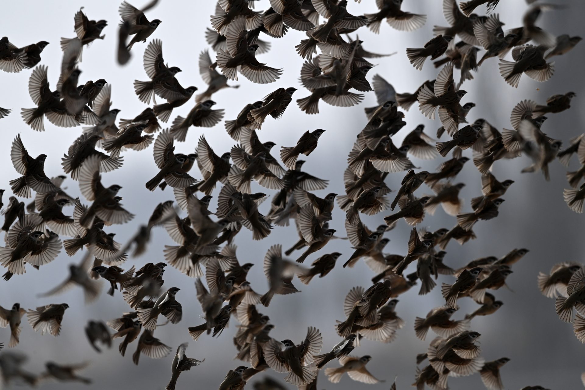China’s decision to kill sparrows: The ecological disaster that cost ...