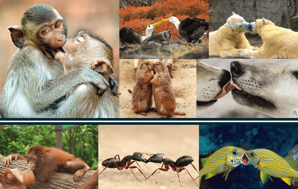 Scientists Say Kissing Is Over 20 Million Years Old and It’s Not Just a ...