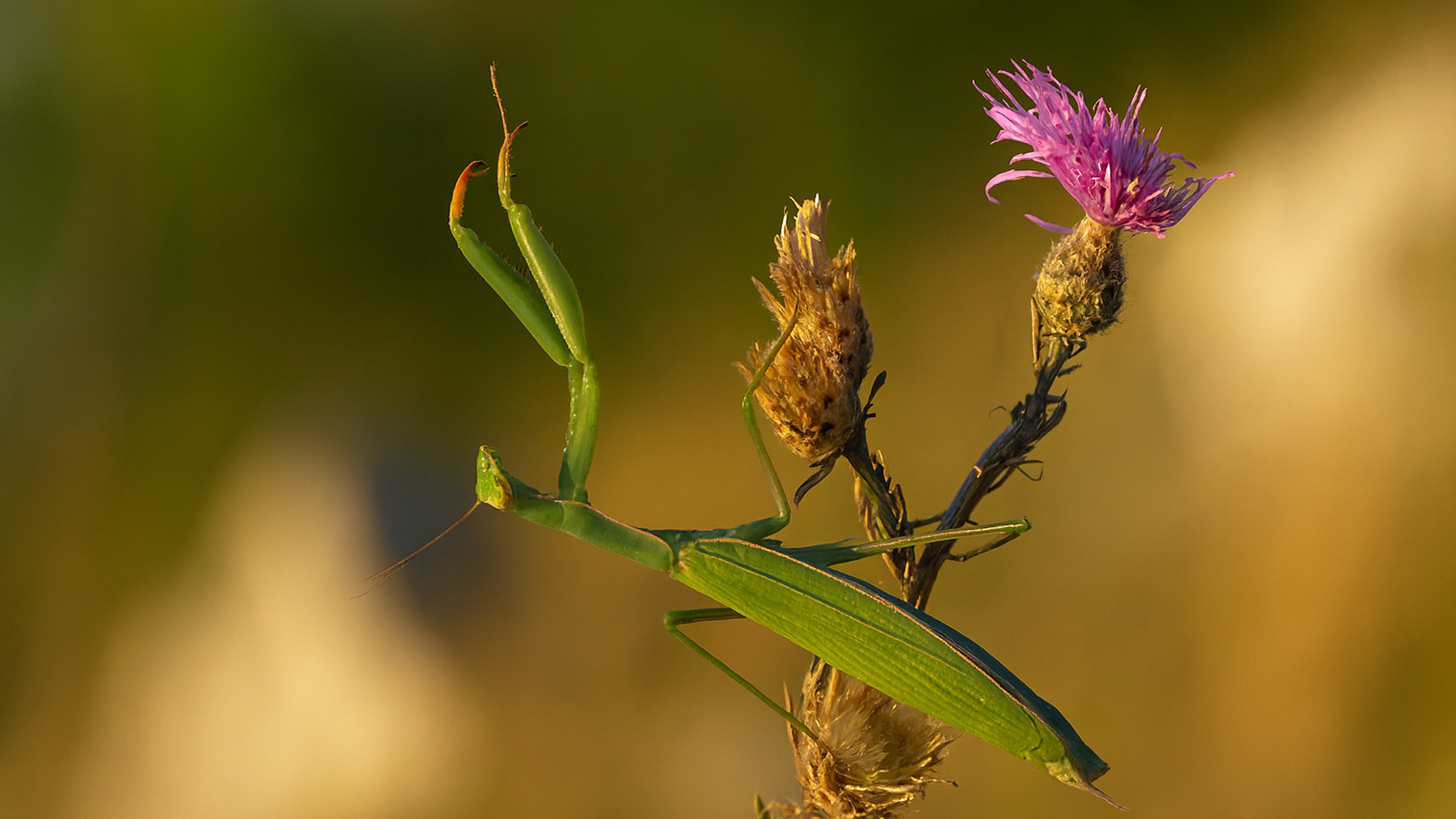 Una mantis espera junto a una flor silvestre