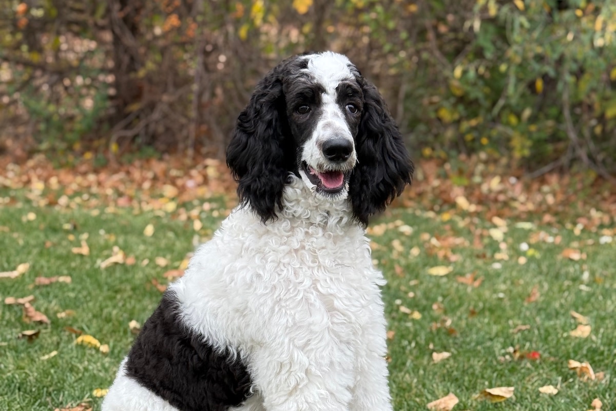 Poodle's Confused Reactions While Playing With a Retractable Tape ...