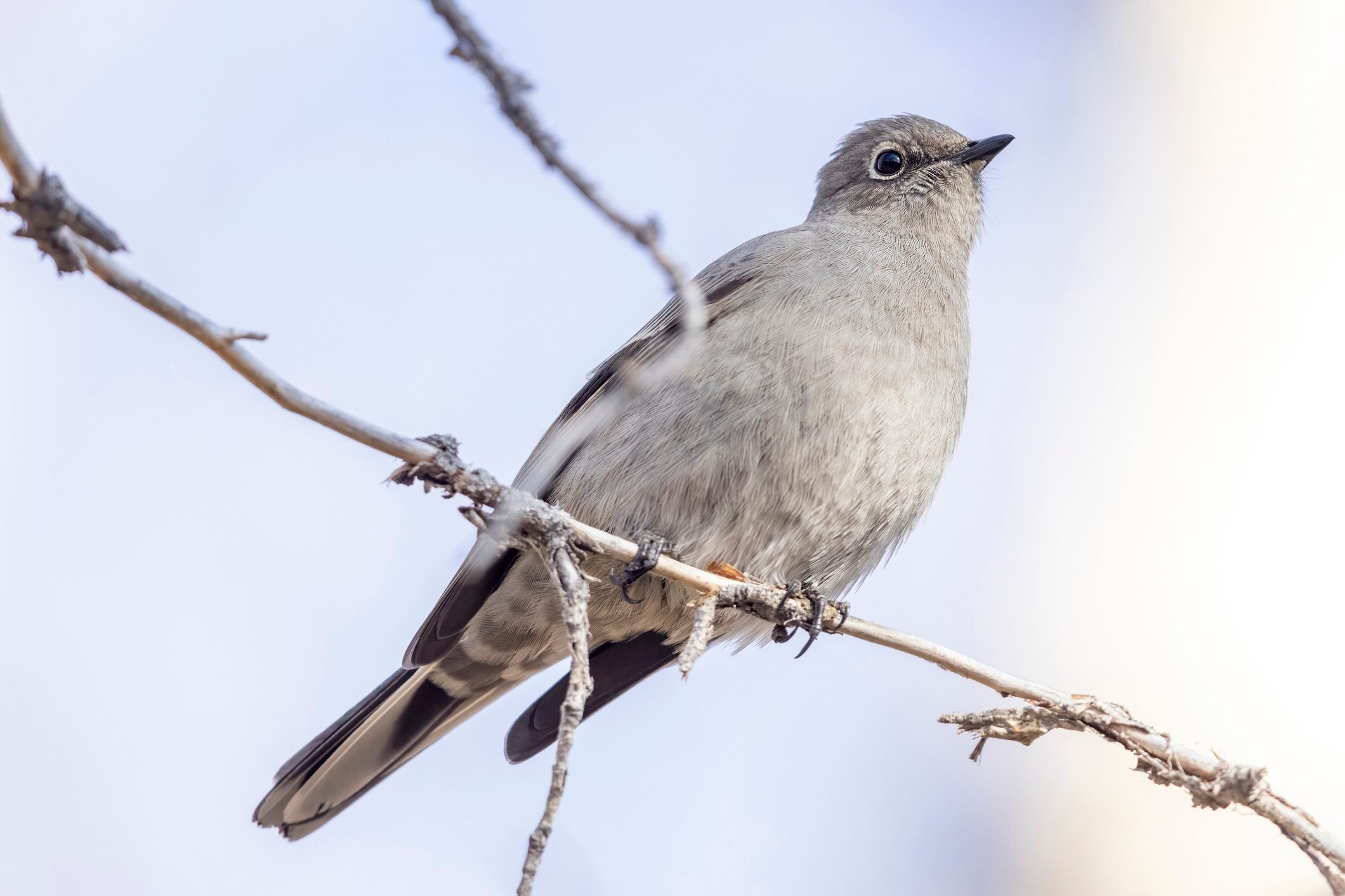 How to Identify a Townsend’s Solitaire Bird