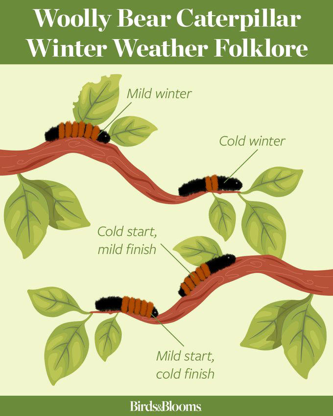 Does a Woolly Bear Caterpillar Predict Winter Weather?