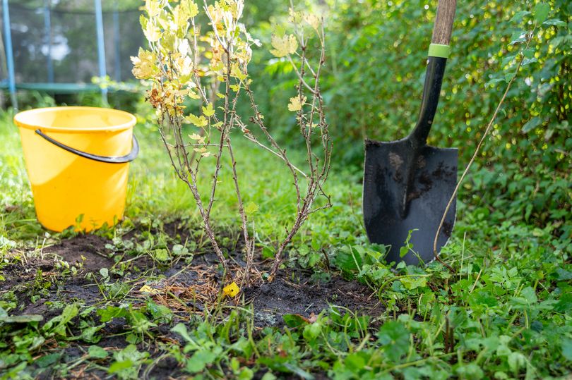 Gardener finds 'bomb shelter' in garden, but the truth isn't what they ...