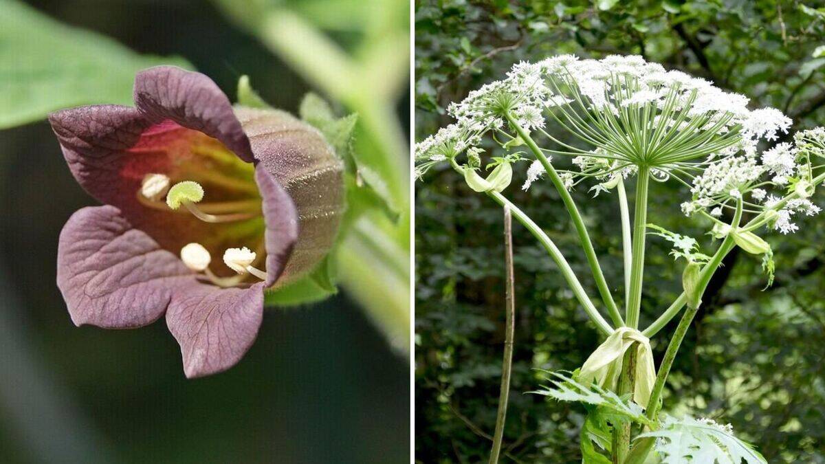 Invasive plants gardeners should avoid putting in their yards