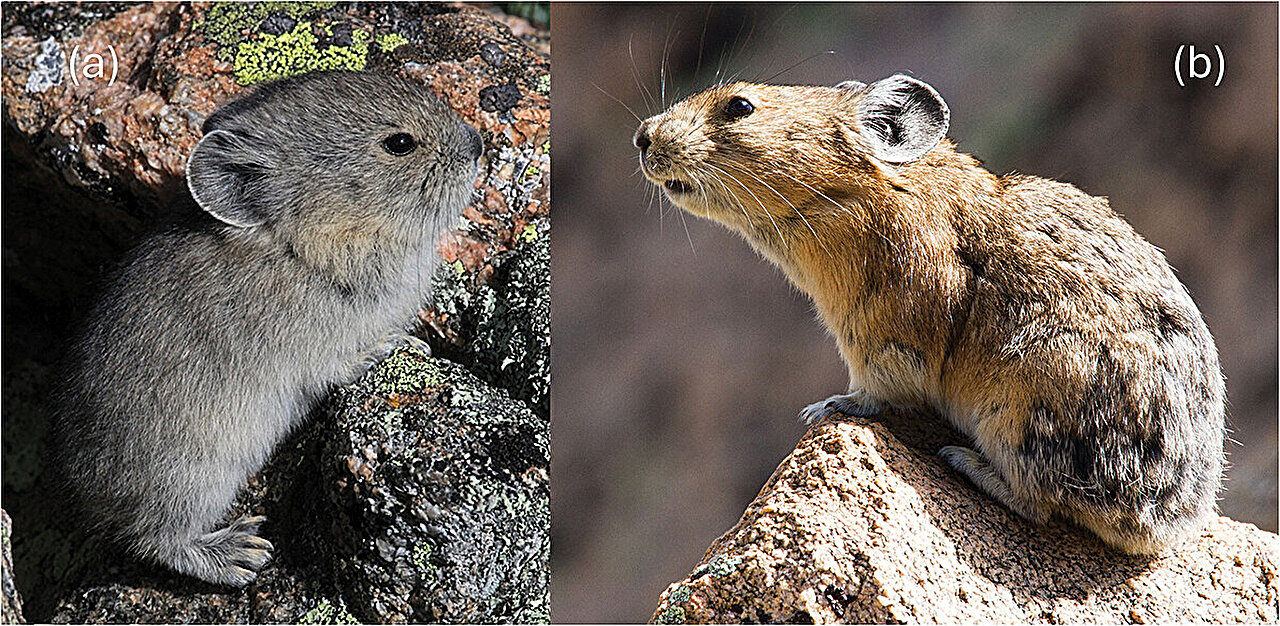Pika research finds troubling signs for the iconic Rocky Mountain animal
