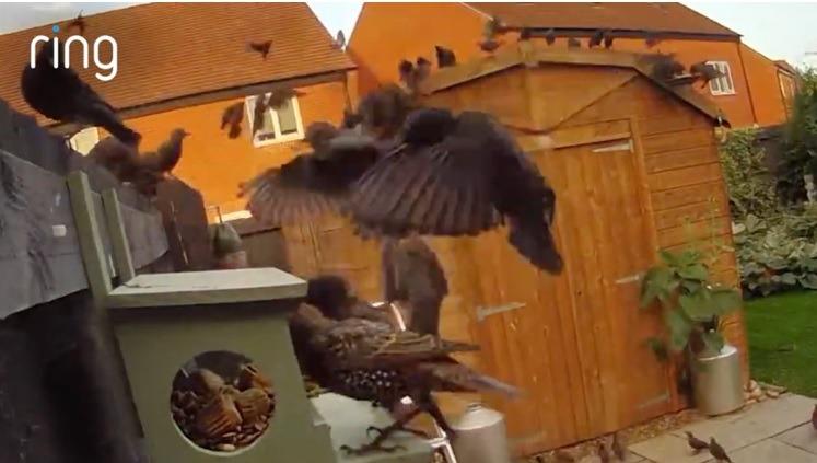 Watch: Incredible starling swarm captured by security camera in ...