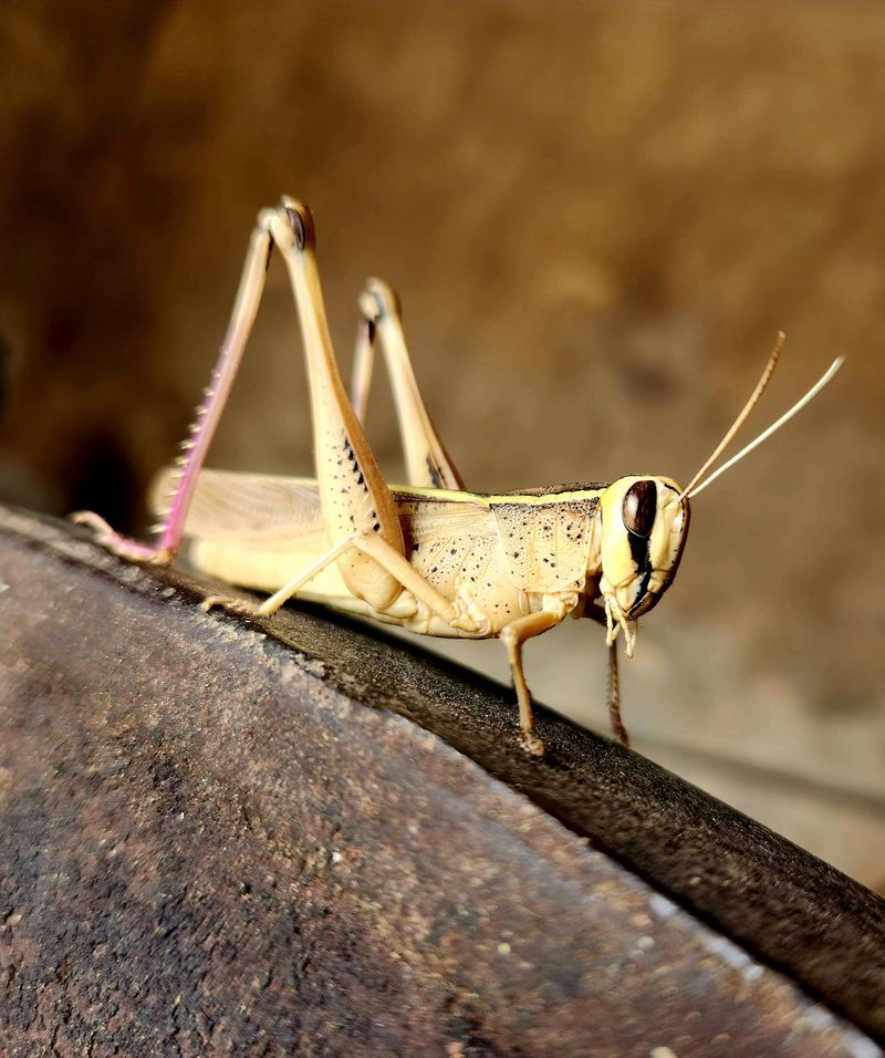 Animals That Survive In Extreme Heat Better Than Any Mammal