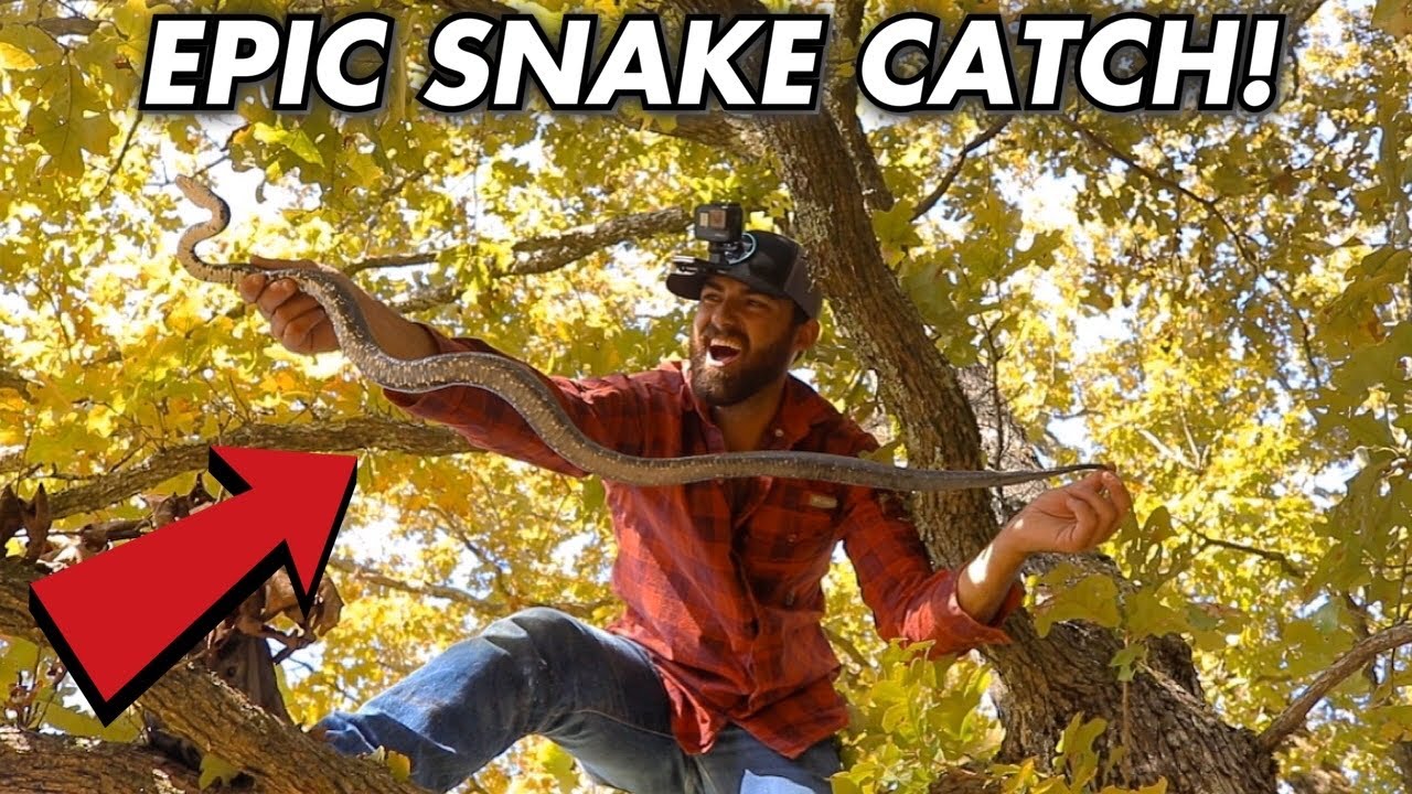 Discovered a Big Snake up in a Tree