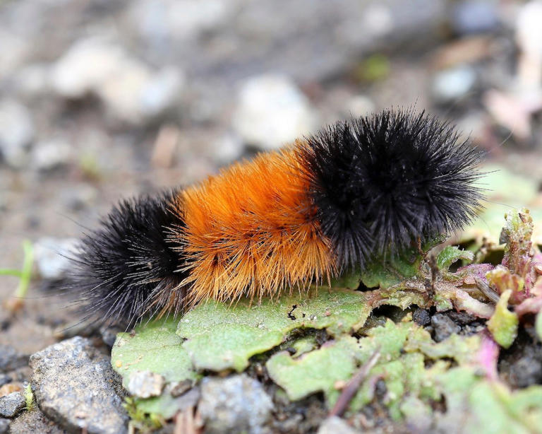 Does a Woolly Bear Caterpillar Predict Winter Weather?