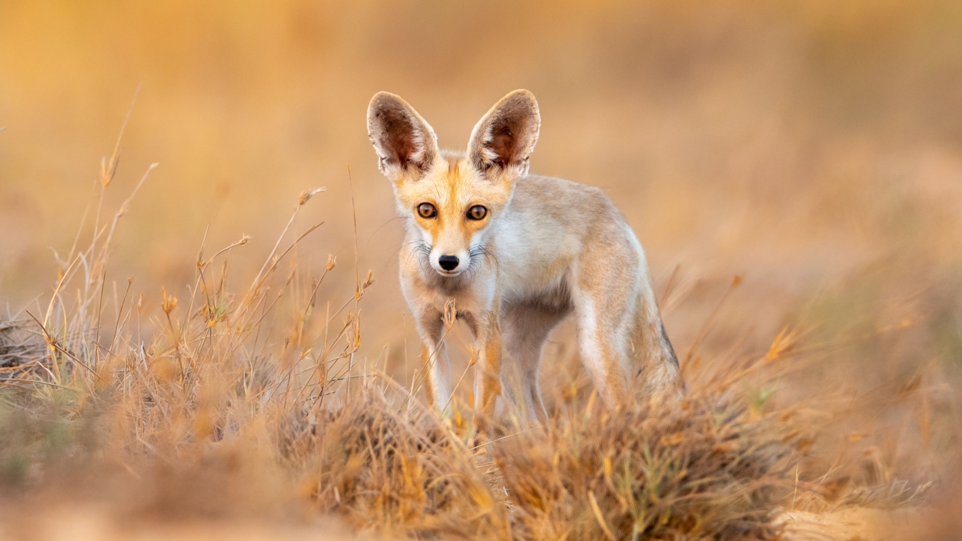 Animals That Survive In Extreme Heat Better Than Any Mammal