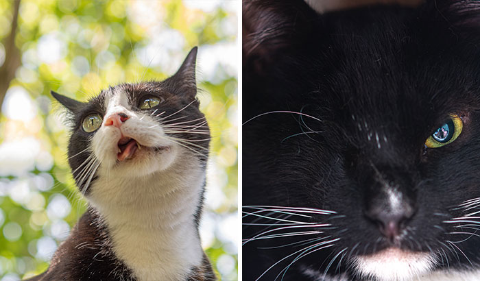 These Rescue Animals Are Perfectly Imperfect (9 Pics)