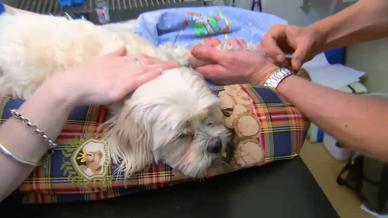 How pets survived the most complicated deliveries