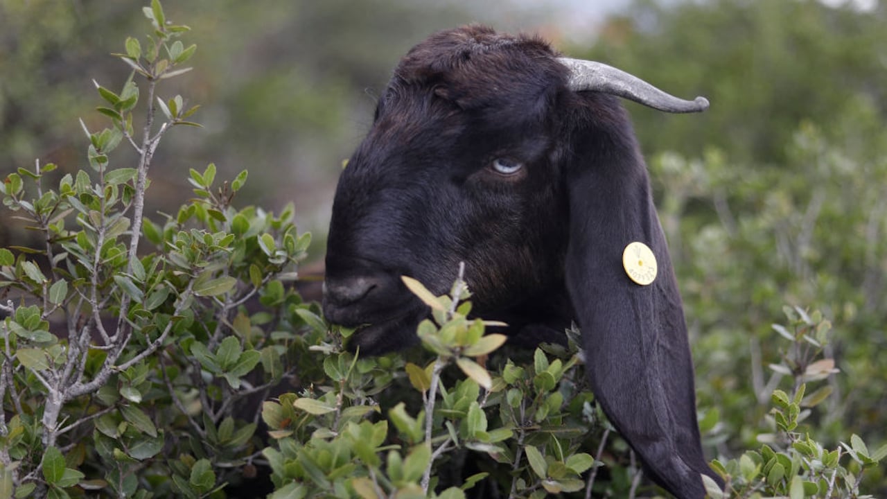 Man jumps onto roof of car after goat runs wild in Detroit neighborhood