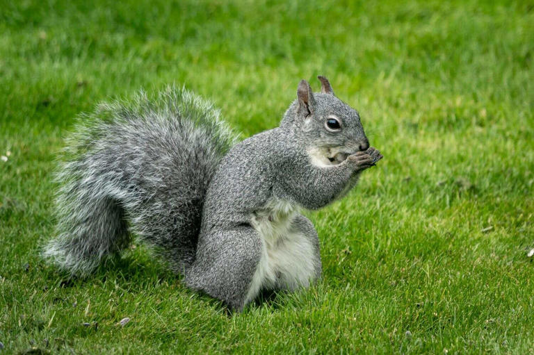 North America’s Most Common Squirrels and How to Tell Them Apart