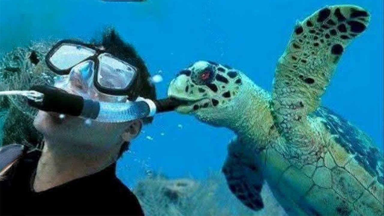 Ocean creatures leave photographers stunned and laughing